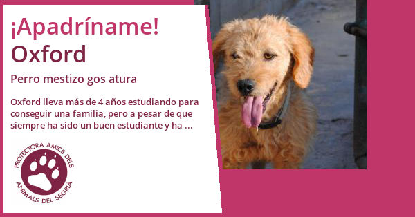 Amics dels Animals del Segrià - Animales