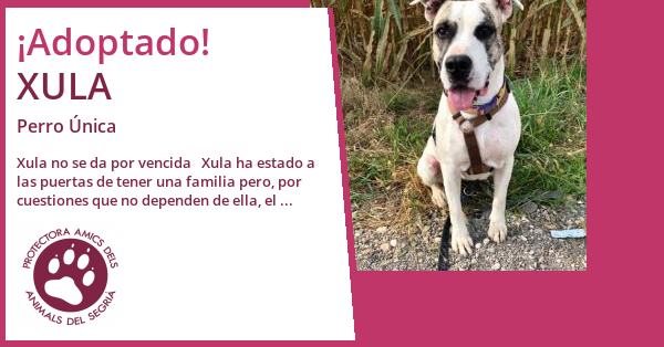 Amics dels Animals del Segrià - Adopción de XULA