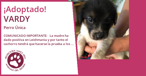 Amics dels Animals del Segrià - Adopción de VARDY