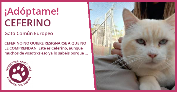 Amics dels Animals del Segrià - Animales