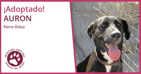 Amics dels Animals del Segrià - Adopción de AURON