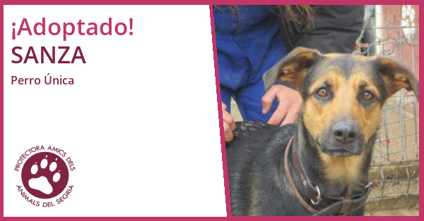 Amics dels Animals del Segrià - Adopción de SANZA
