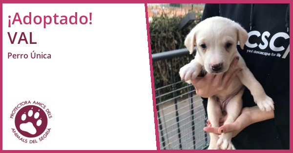 Amics dels Animals del Segrià - Adopción de VAL