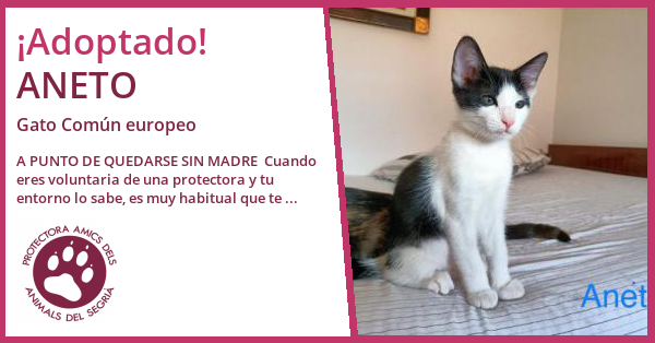 Amics dels Animals del Segrià - Animales