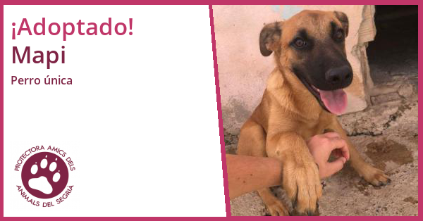 Amics dels Animals del Segrià - Adopción de Mapi