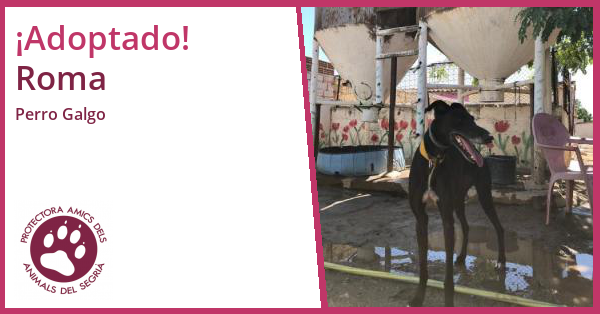 Amics dels Animals del Segrià - Adopción de Roma