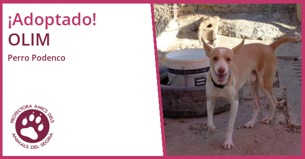 Amics dels Animals del Segrià - Adopción de OLIM