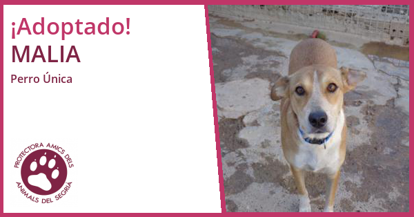 Amics dels Animals del Segrià - Adopción de MALIA