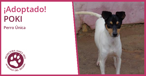 Amics dels Animals del Segrià - Adopción de POKI