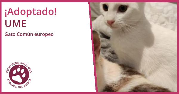 Amics dels Animals del Segrià - Adopción de UME