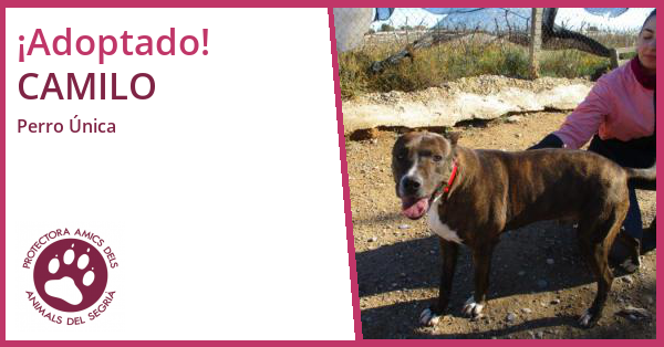 Amics dels Animals del Segrià - Adopción de CAMILO