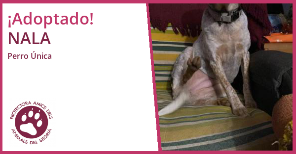 Amics dels Animals del Segrià - Adopción de NALA