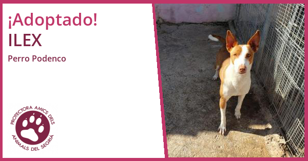 Amics dels Animals del Segrià - Adopción de ILEX