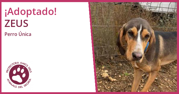 Amics dels Animals del Segrià - Adopción de ZEUS