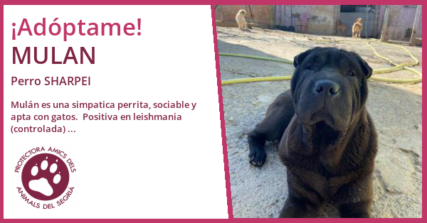 Amics dels Animals del Segrià - Animales