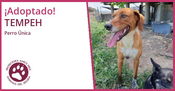 Amics dels Animals del Segrià - Adopción de TEMPEH