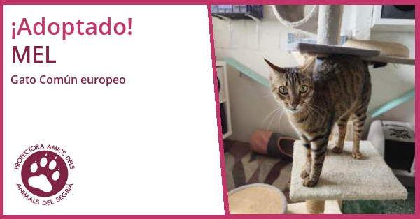 Amics dels Animals del Segrià - Adopción de MEL