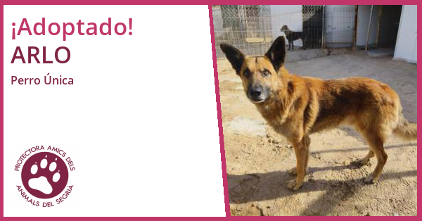 Amics dels Animals del Segrià - Adopción de ARLO