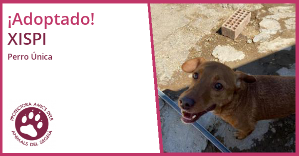 Amics dels Animals del Segrià - Adopción de XISPI
