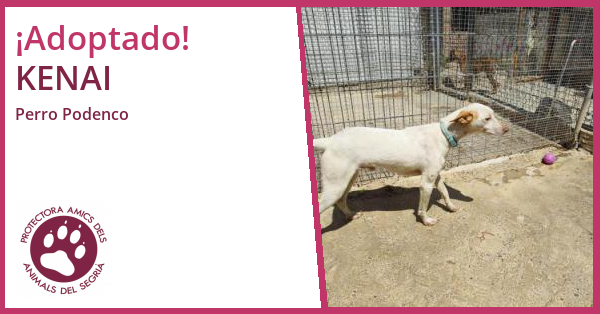 Amics dels Animals del Segrià - Adopción de KENAI