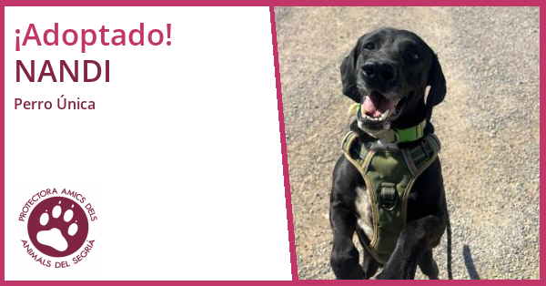 Amics dels Animals del Segrià - Adopción de NANDI