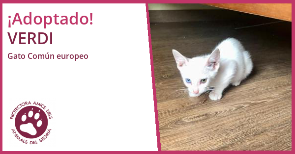 Amics dels Animals del Segrià - Adopción de VERDI