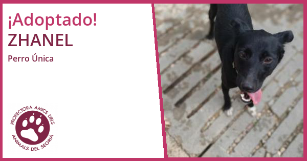 Amics dels Animals del Segrià - Adopción de ZHANEL