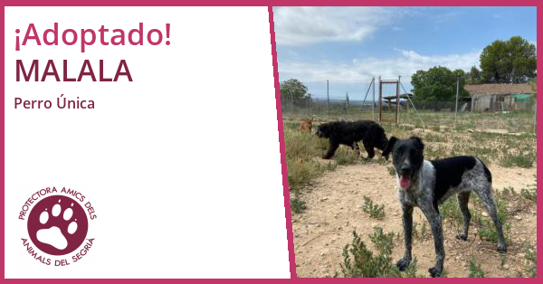 Amics dels Animals del Segrià - Adopción de MALALA