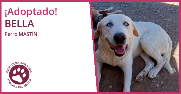 Amics dels Animals del Segrià - Adopción de BELLA