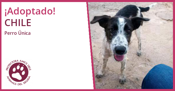 Amics dels Animals del Segrià - Adopción de CHILE