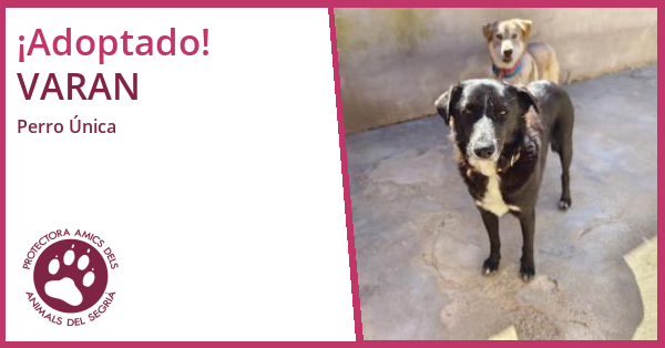 Amics dels Animals del Segrià - Adopción de VARAN