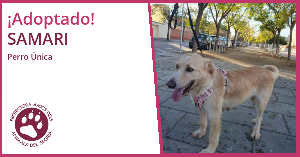 Amics dels Animals del Segrià - Adopción de SAMARI