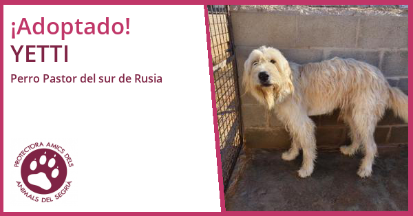 Amics dels Animals del Segrià - Adopción de YETTI