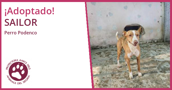 Amics dels Animals del Segrià - Adopción de SAILOR