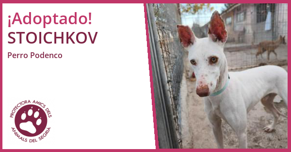 Amics dels Animals del Segrià - Adopción de STOICHKOV