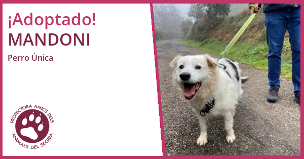 Amics dels Animals del Segrià - Adopción de MANDONI