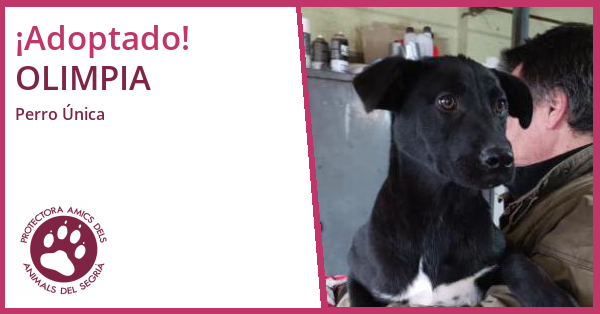 Amics dels Animals del Segrià - Adopción de OLIMPIA