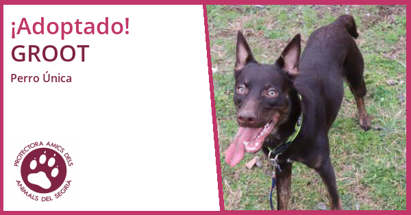 Amics dels Animals del Segrià - Adopción de GROOT