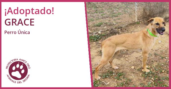 Amics dels Animals del Segrià - Ficha de GRACE