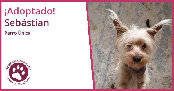 Amics dels Animals del Segrià - Adopción de Sebástian