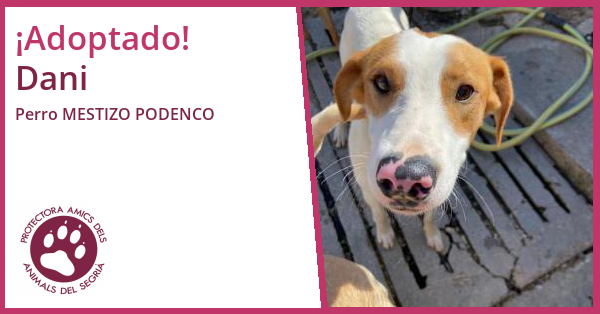 Amics dels Animals del Segrià - Adopción de Dani