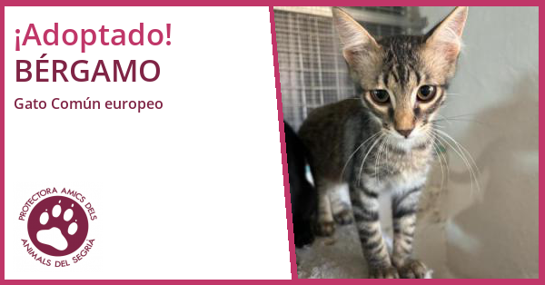 Amics dels Animals del Segrià - Adopción de BÉRGAMO