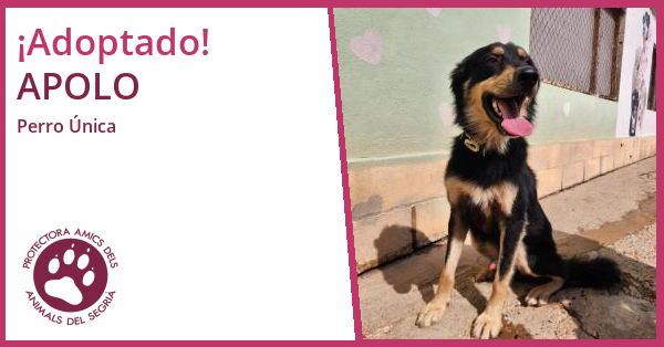 Amics dels Animals del Segrià - Adopción de APOLO