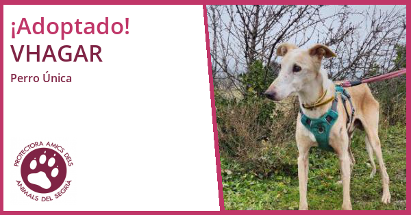 Amics dels Animals del Segrià - Ficha de VHAGAR