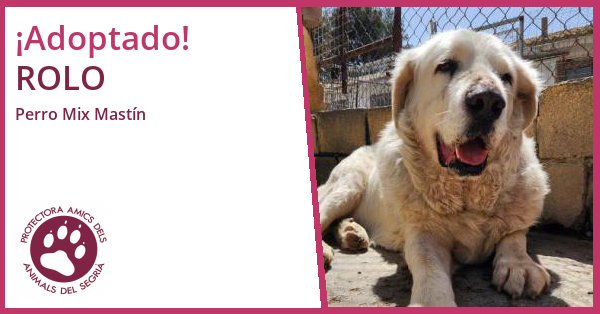 Amics dels Animals del Segrià - Adopción de ROLO
