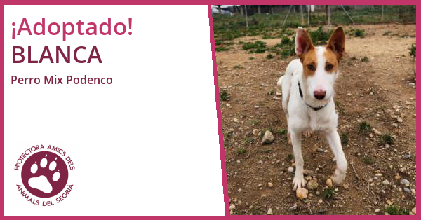 Amics dels Animals del Segrià - Adopción de BLANCA