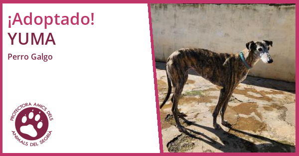Amics dels Animals del Segrià - Adopción de YUMA