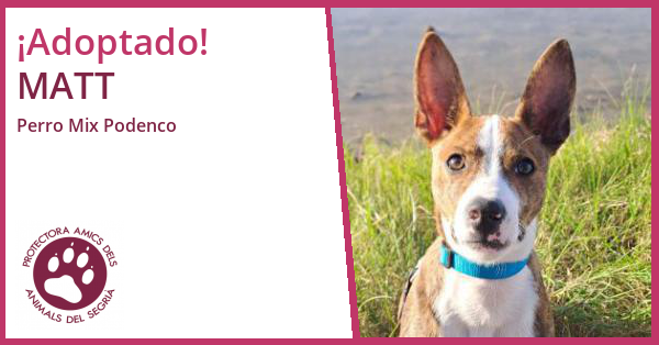 Amics dels Animals del Segrià - Adopción de MATT