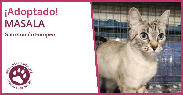 Amics dels Animals del Segrià - Adopción de MASALA