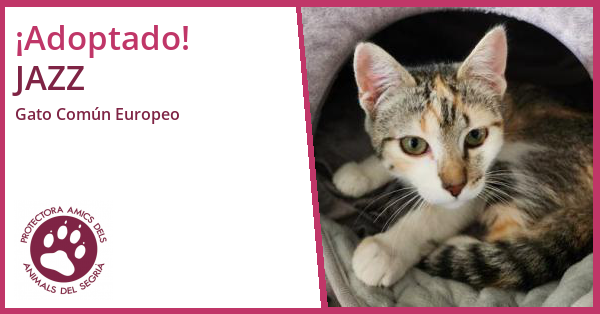 Amics dels Animals del Segrià - Adopción de JAZZ